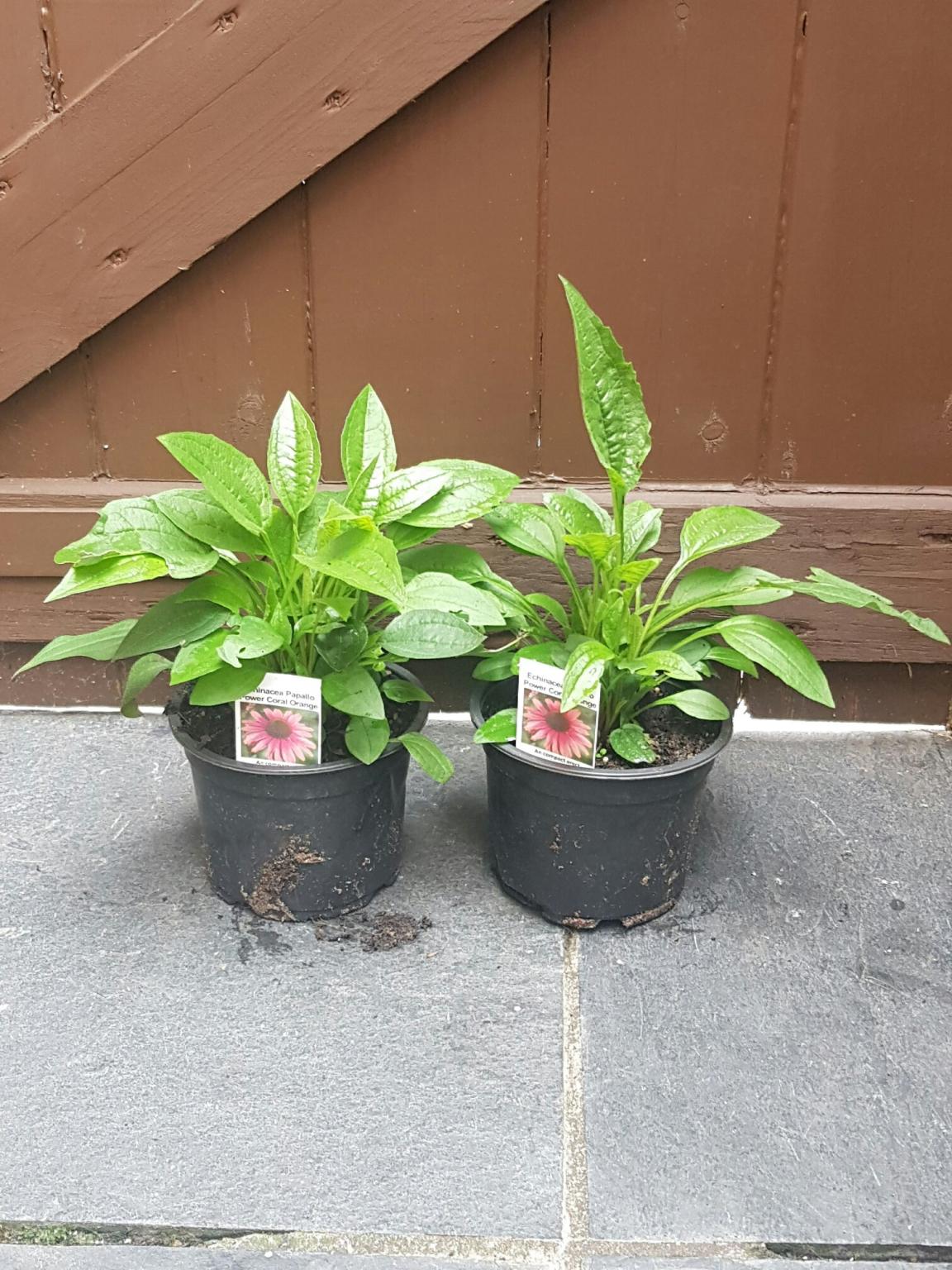 New echinacae power coral orange in TS17 Thornaby for £5.00 for sale ...