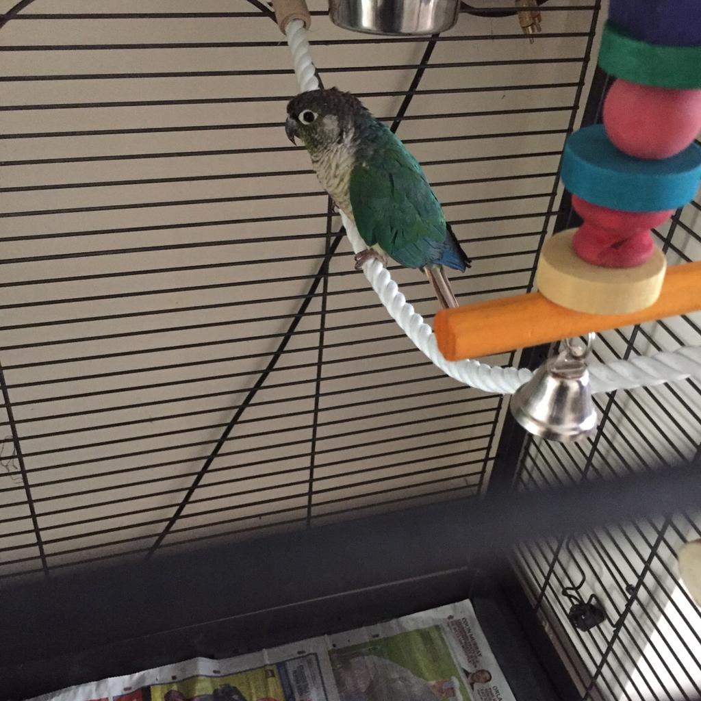 cocure parrot for sale in CV6 Coventry für £ 60,00 zum Verkauf | Shpock AT