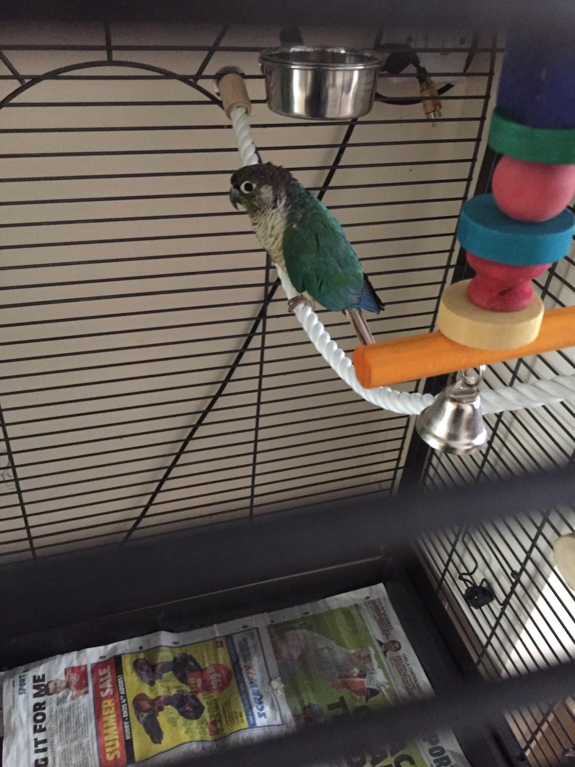 cocure parrot for sale in CV6 Coventry für £ 60,00 zum Verkauf | Shpock AT