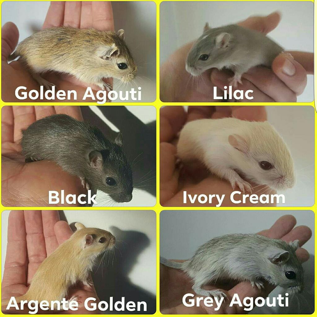 Different Gerbil Colors