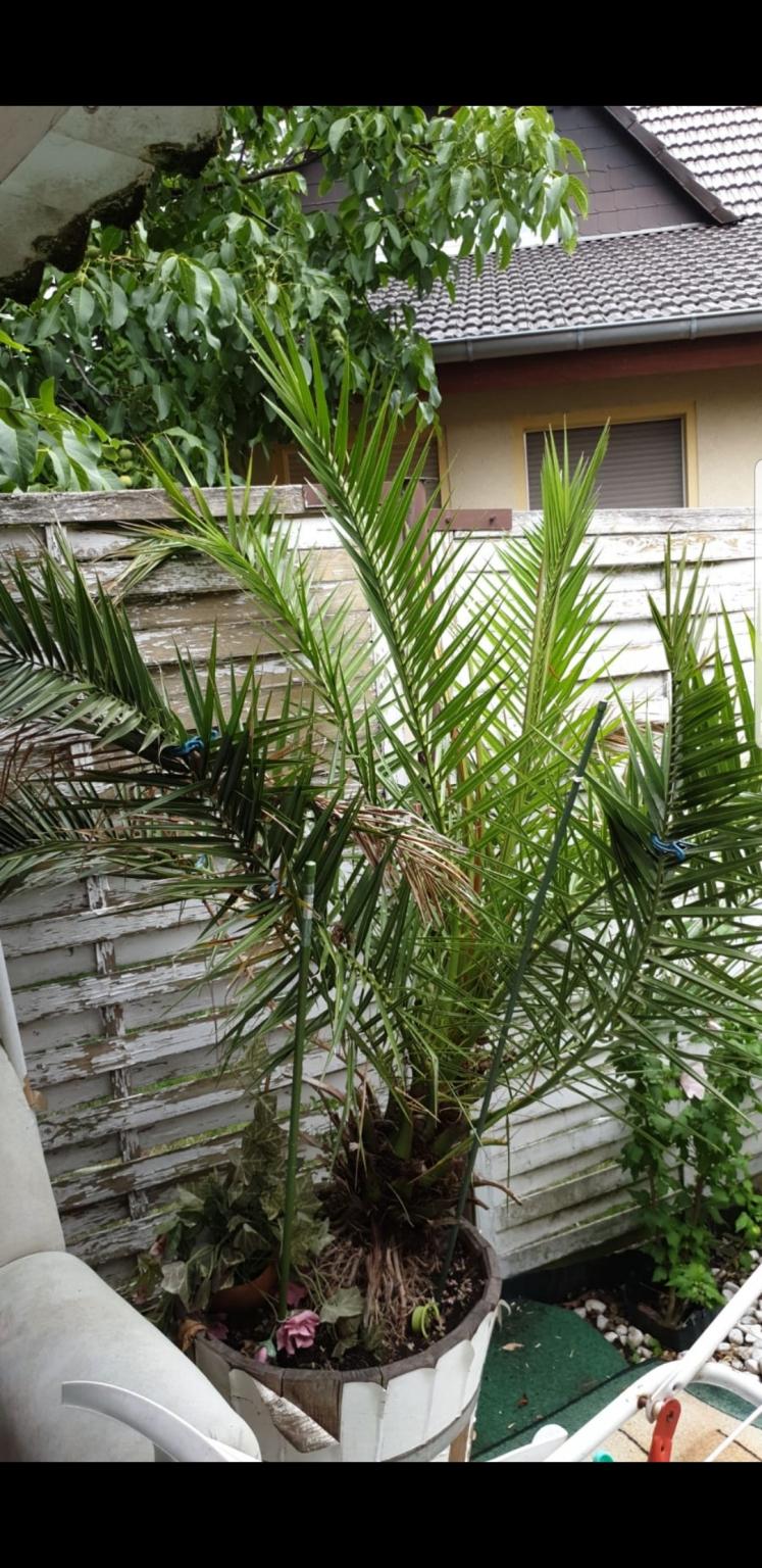 Palme zu verschenken in 03226 Vetschau/Spreewald für gratis zum Verkauf ...