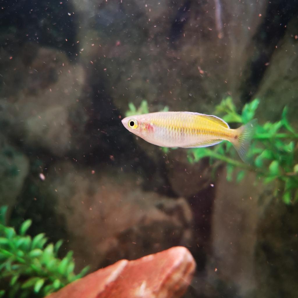 Fluval 140 Litre Fish Tank & Stand in WS12 Chase for £125.00 for sale ...