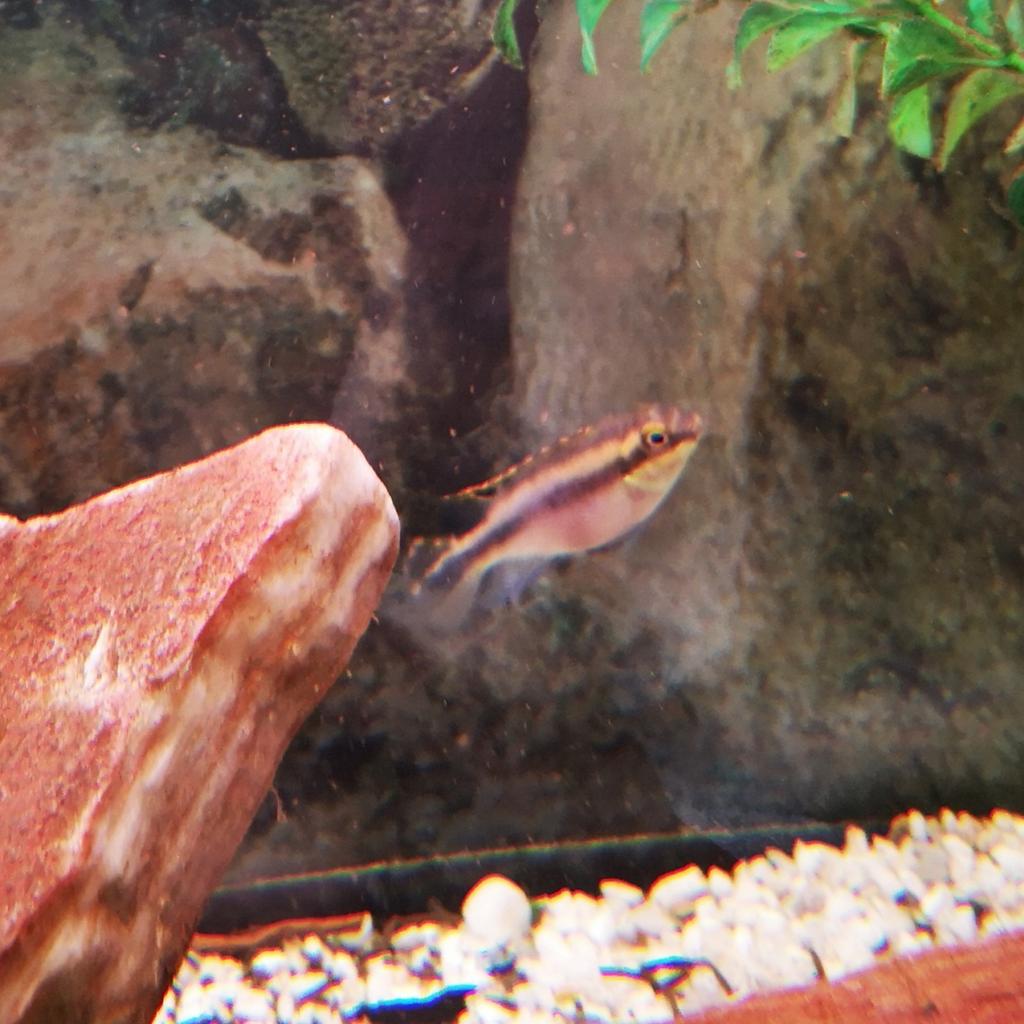 Fluval 140 Litre Fish Tank & Stand in WS12 Chase for £125.00 for sale ...