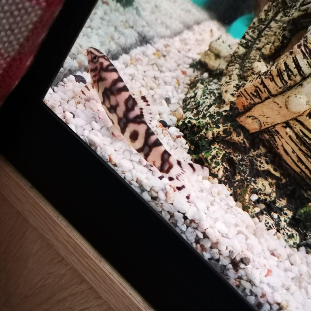 Fluval 140 Litre Fish Tank & Stand in WS12 Chase for £125.00 for sale ...