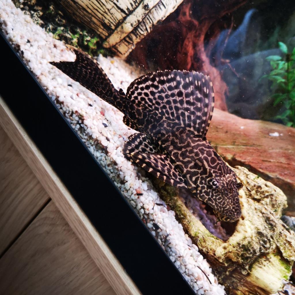 Fluval 140 Litre Fish Tank & Stand in WS12 Chase for £125.00 for sale ...