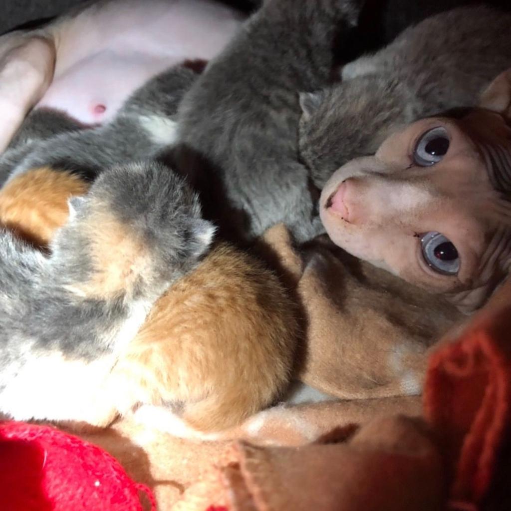 British Shorthair/sphynx Cross Kittens in Luton für £ 300,00 zum ...