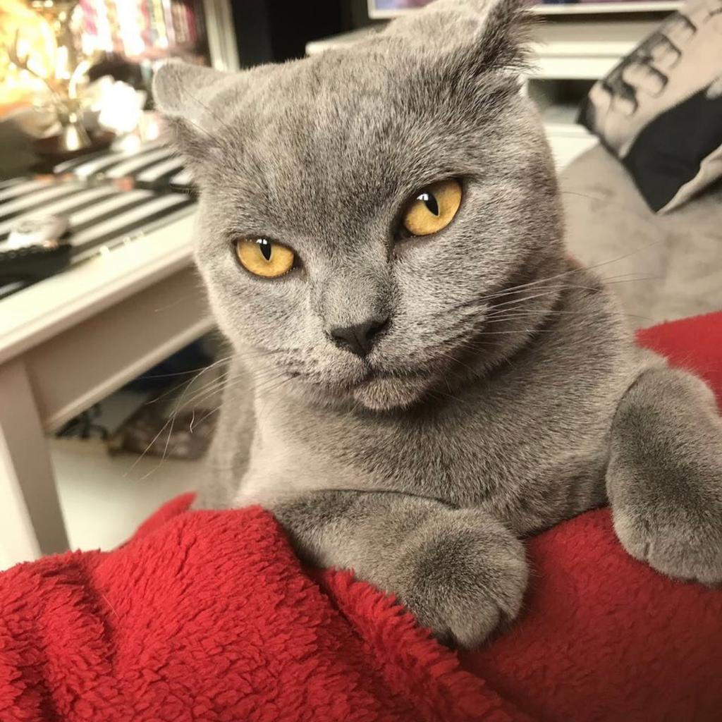 British Shorthair/sphynx Cross Kittens in Luton für £ 300,00 zum ...