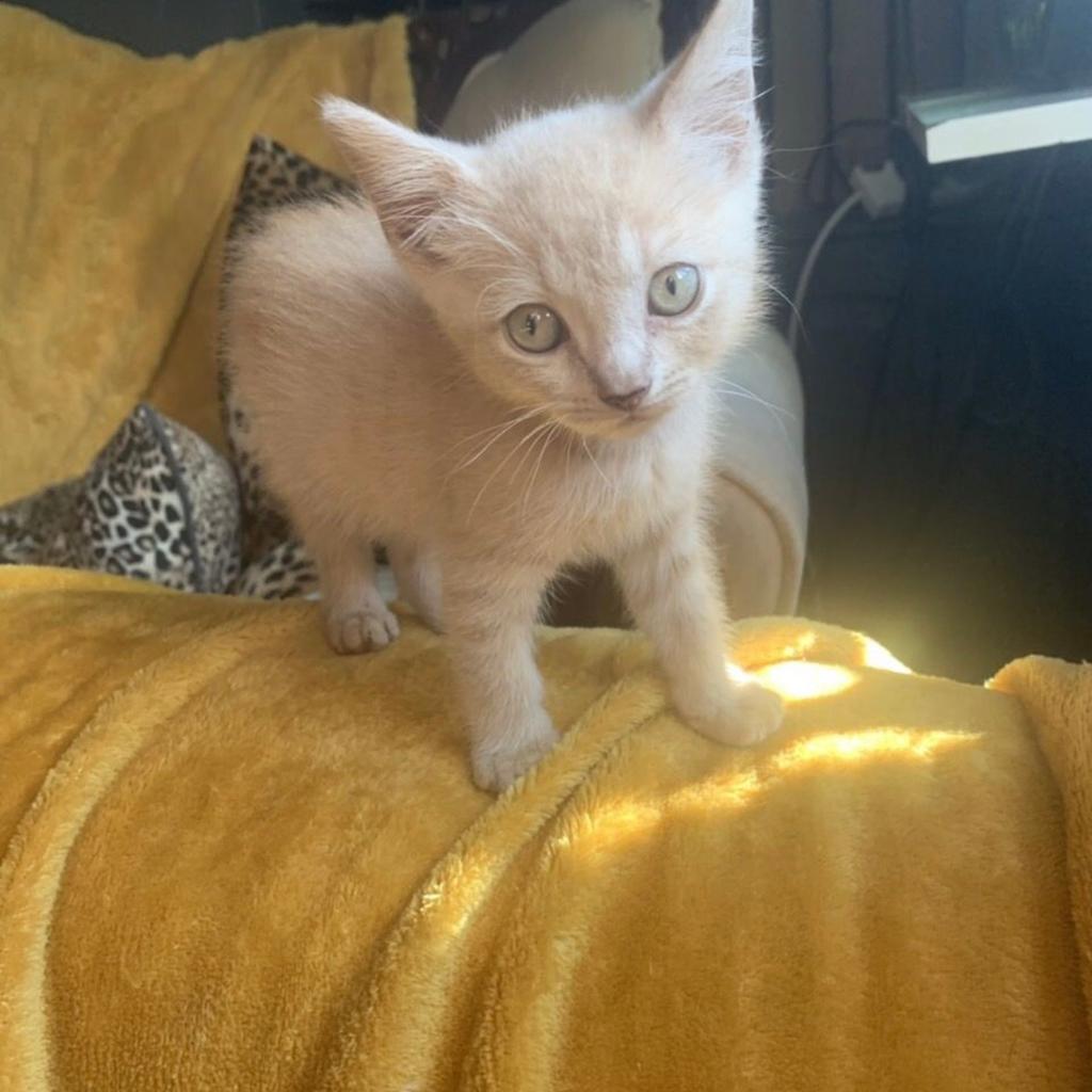 British Shorthair/sphynx Cross Kittens in Luton für £ 300,00 zum ...