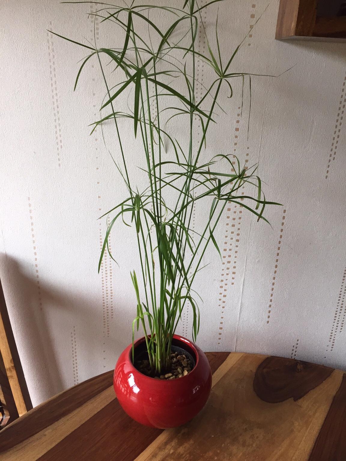 Cyperus Papyrus indoor plant in NN5 Northampton für 4,00 £ zum Verkauf ...