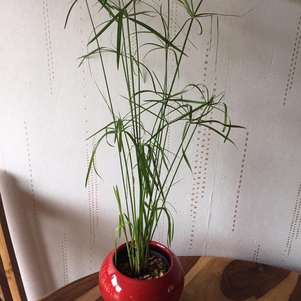 Cyperus Papyrus indoor plant in NN5 Northampton für 4,00 £ zum Verkauf ...
