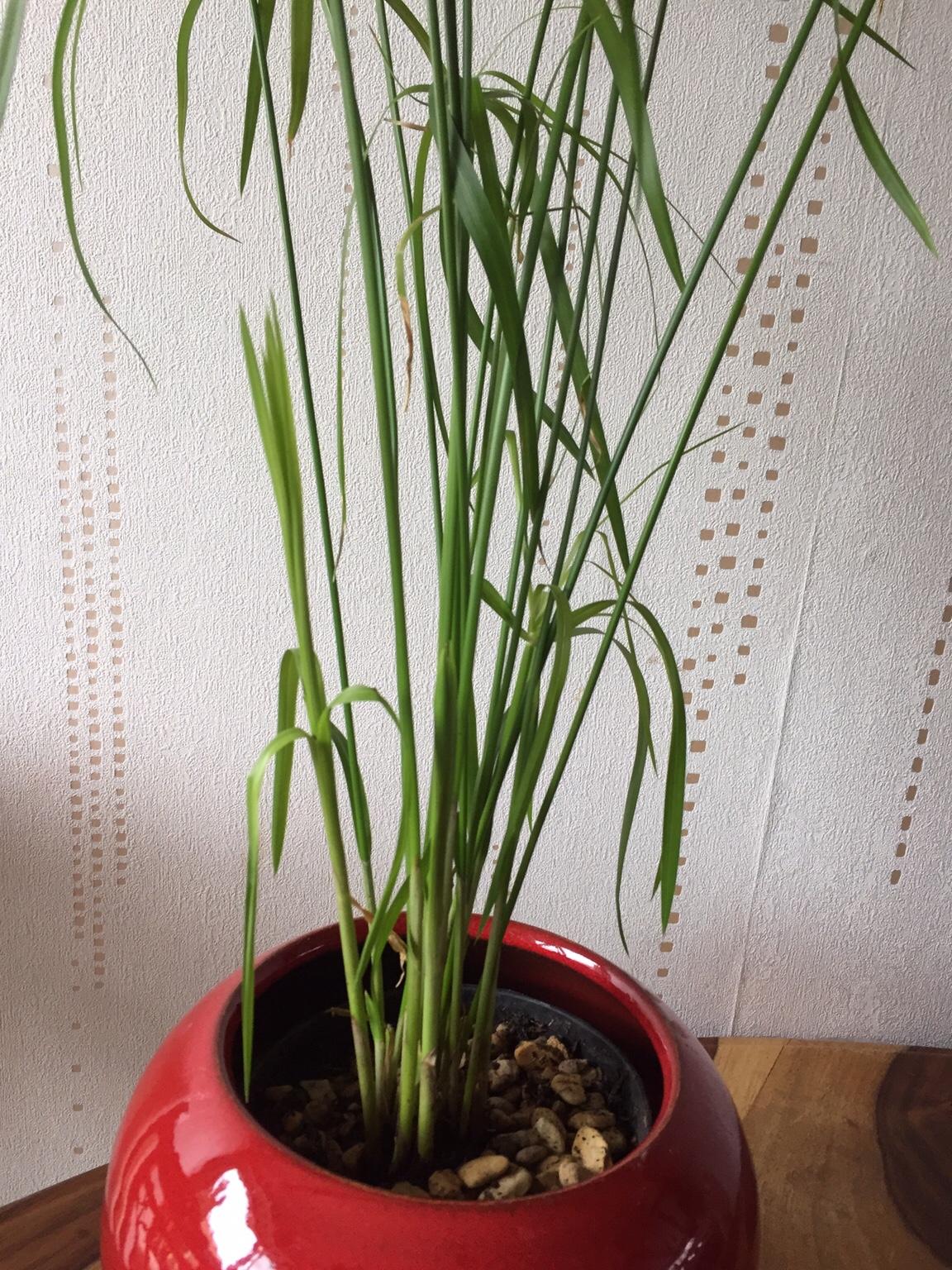 Cyperus Papyrus indoor plant in NN5 Northampton für 4,00 £ zum Verkauf ...