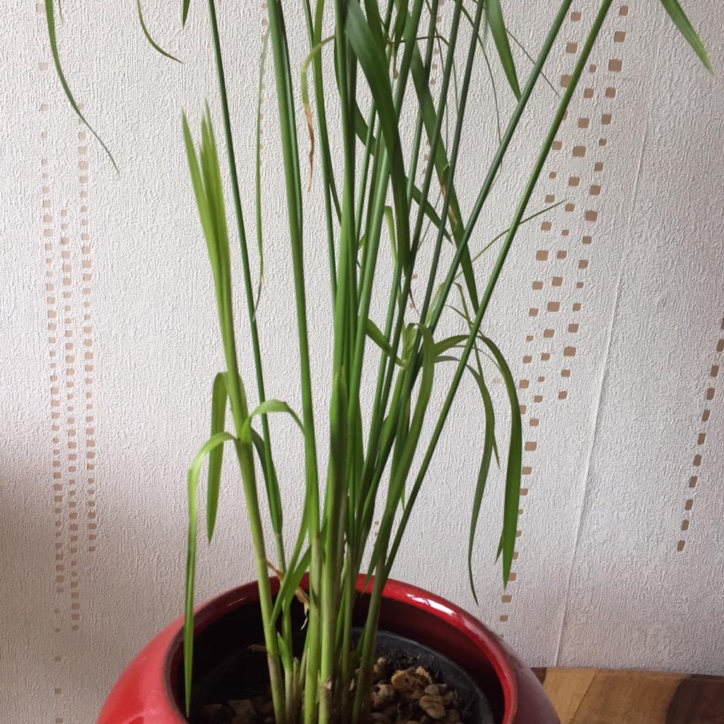 Cyperus Papyrus indoor plant in NN5 Northampton für 4,00 £ zum Verkauf ...