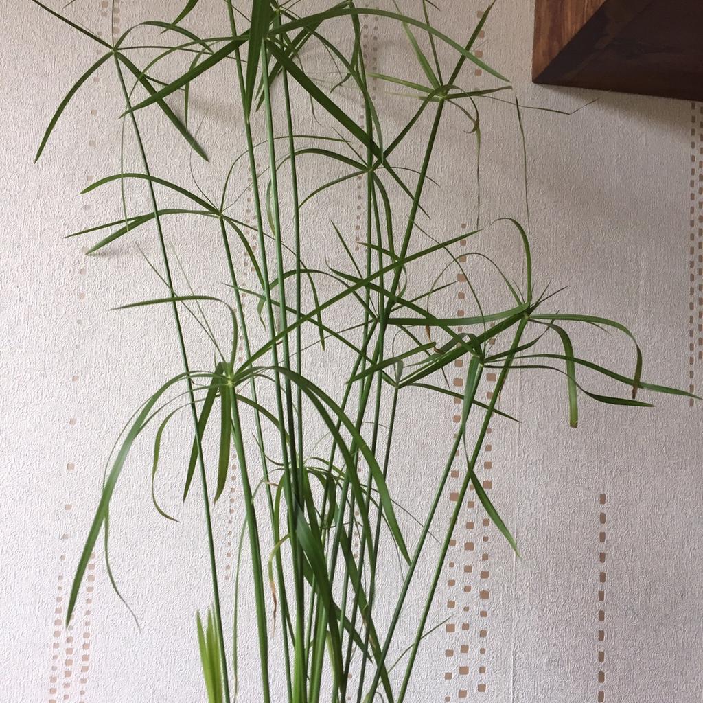 Cyperus Papyrus indoor plant in NN5 Northampton für 4,00 £ zum Verkauf ...