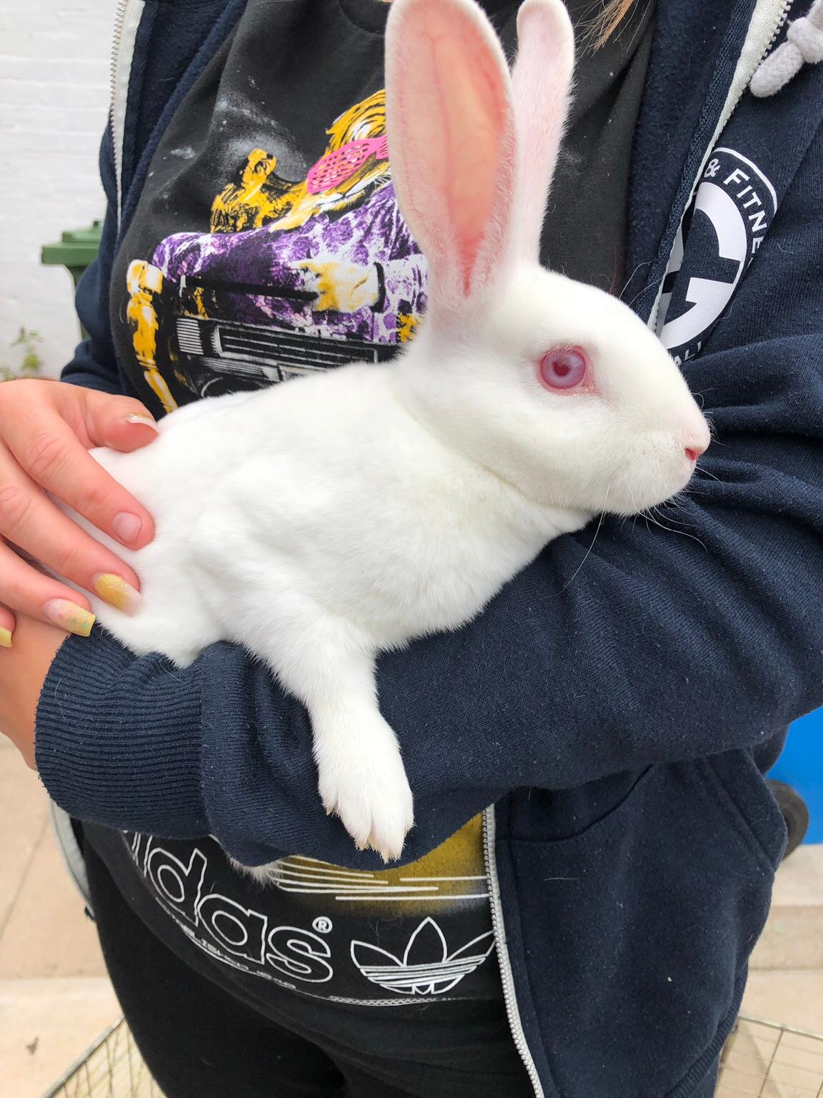 Male mini Rex rabbit in Wolverhampton für 40,00 £ zum Verkauf | Shpock DE
