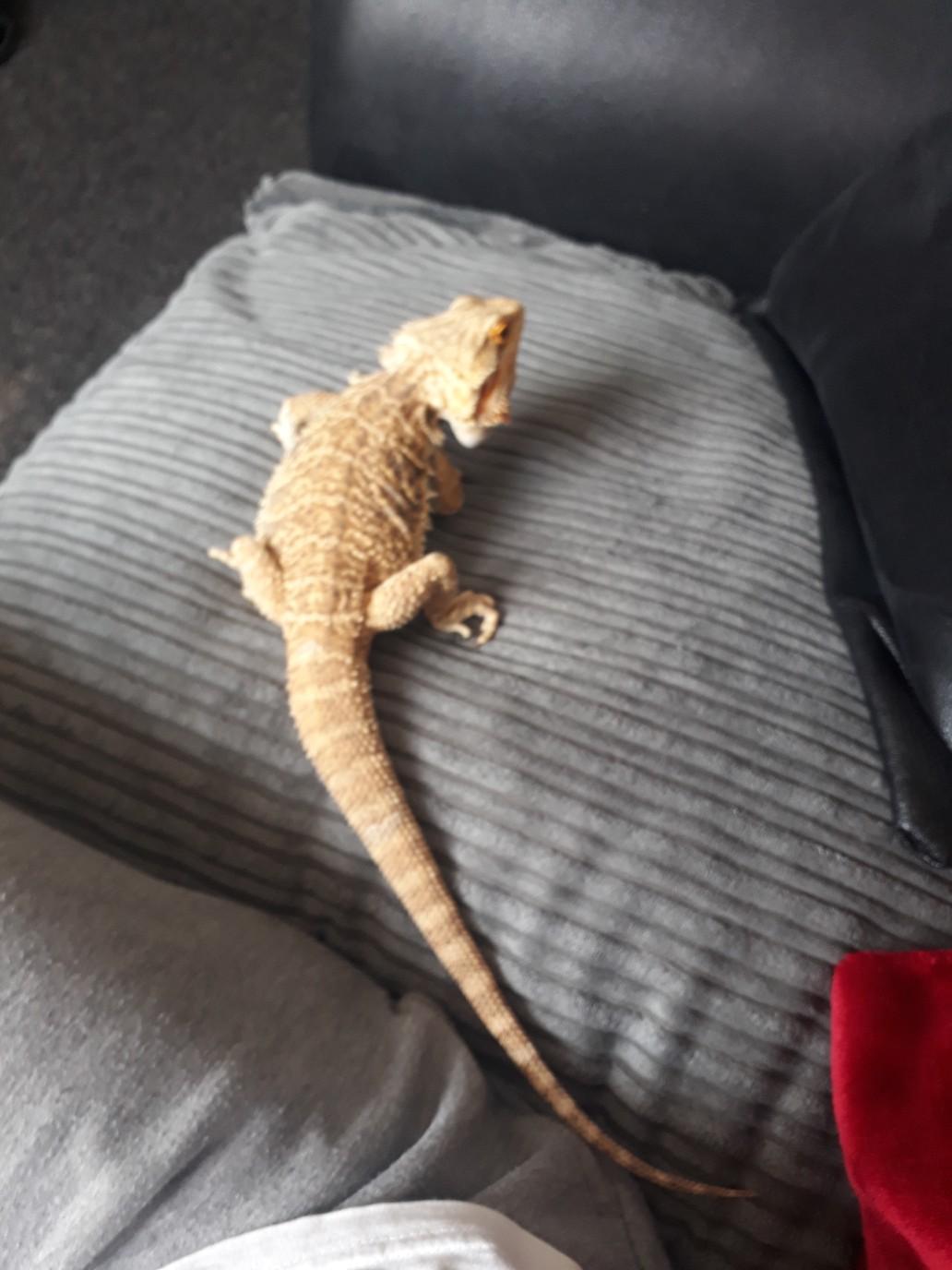 full complete setup with bearded dragon in SE9 Greenwich für 140,00 ...