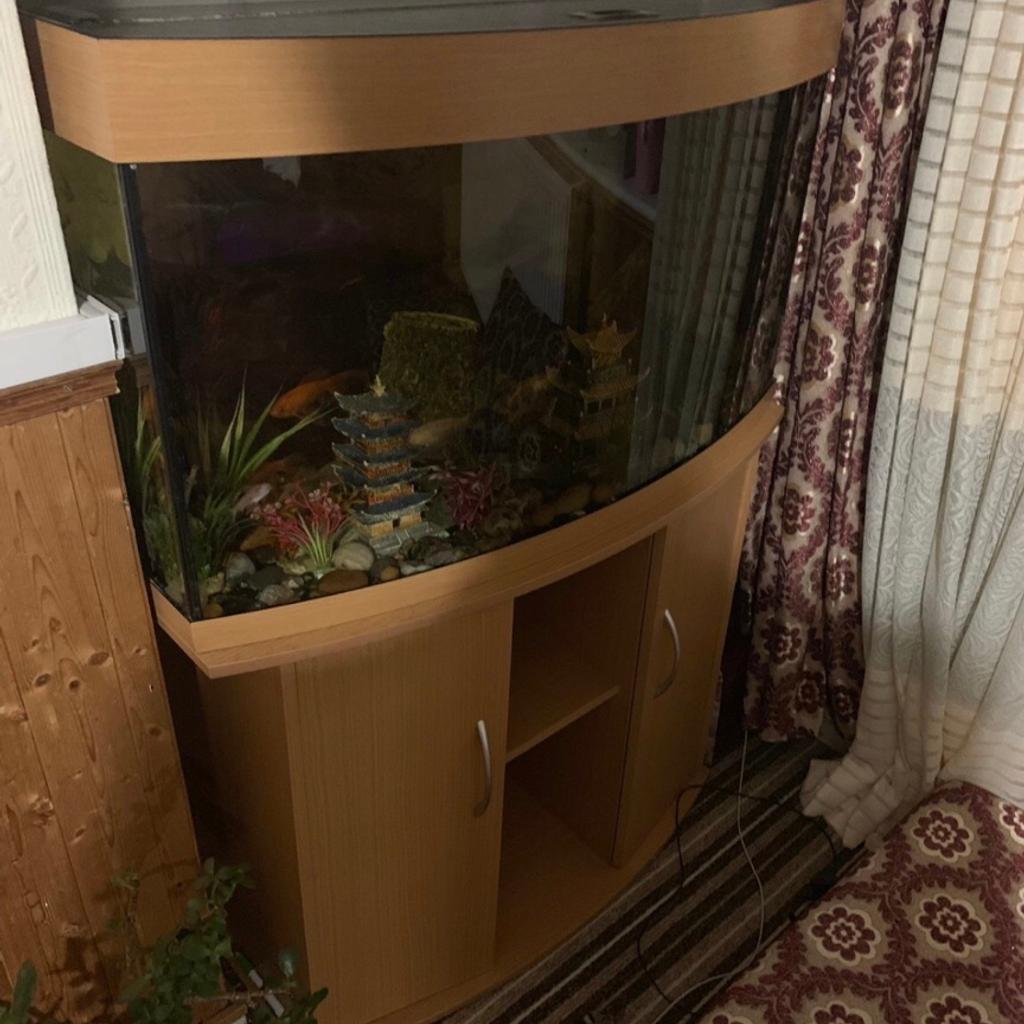Big fish tank in W4 London für £ 130,00 zum Verkauf | Shpock AT