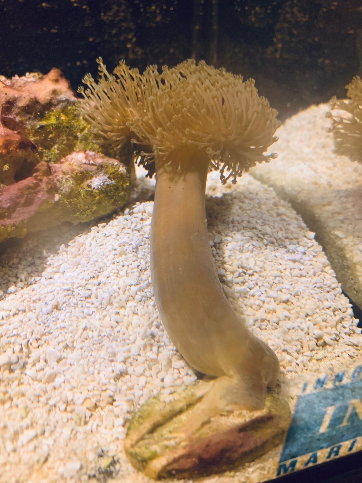 Weeping willow toadstool marine coral in London Borough of Sutton für £ ...