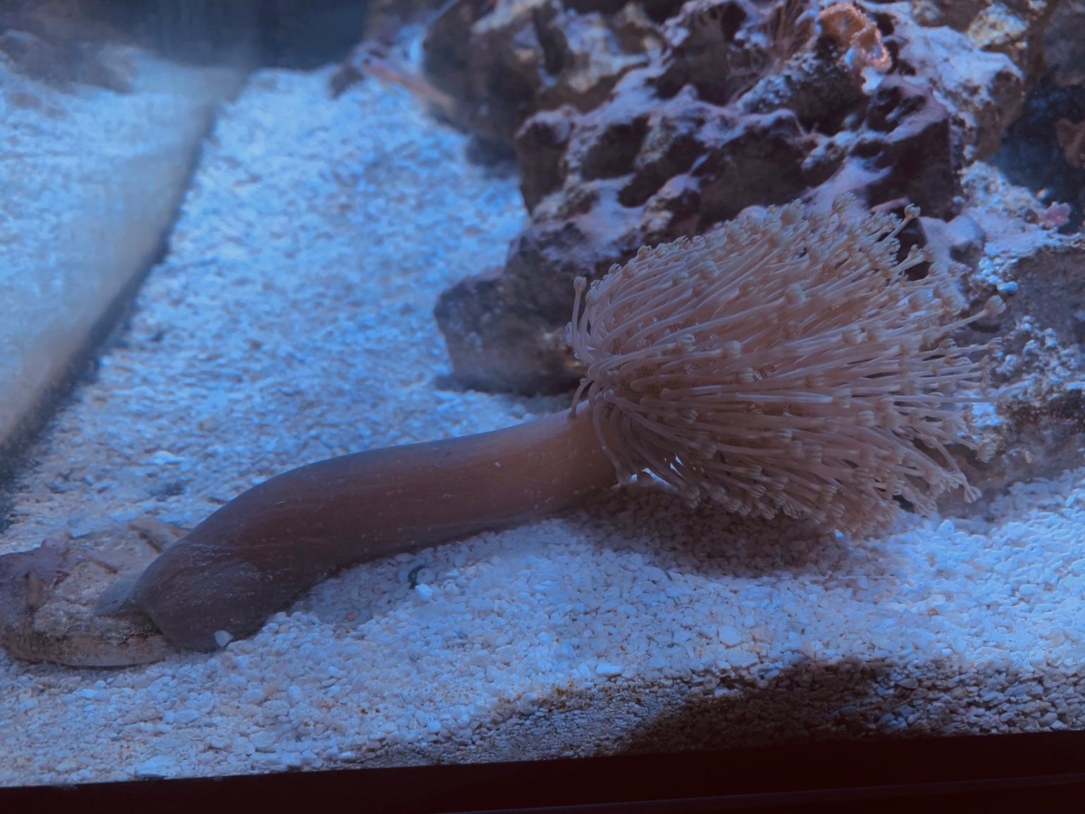 Weeping willow toadstool marine coral in London Borough of Sutton für £ ...