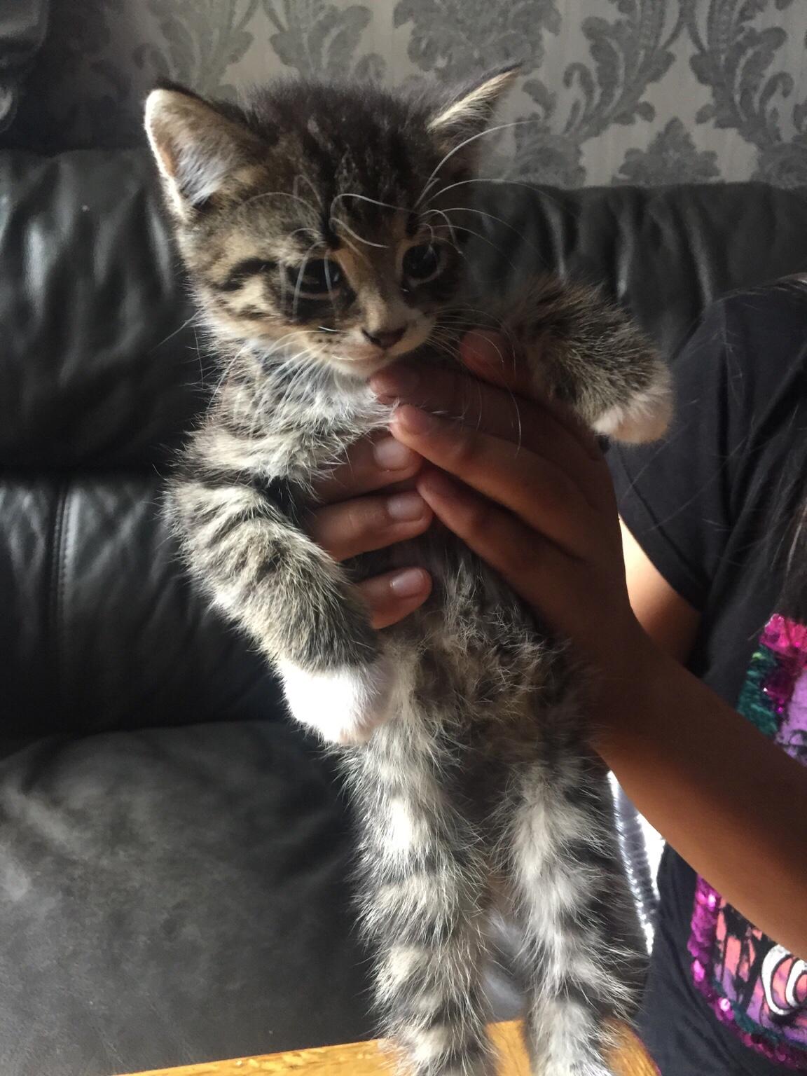 4 Kittens for Sale in HP20 Aylesbury für 60,00 £ zum Verkauf | Shpock DE
