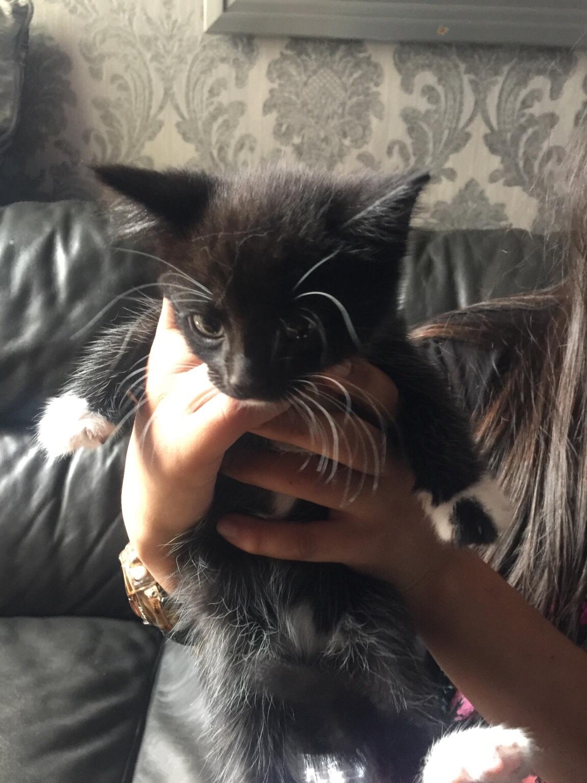 4 Kittens for Sale in HP20 Aylesbury für 60,00 £ zum Verkauf | Shpock DE