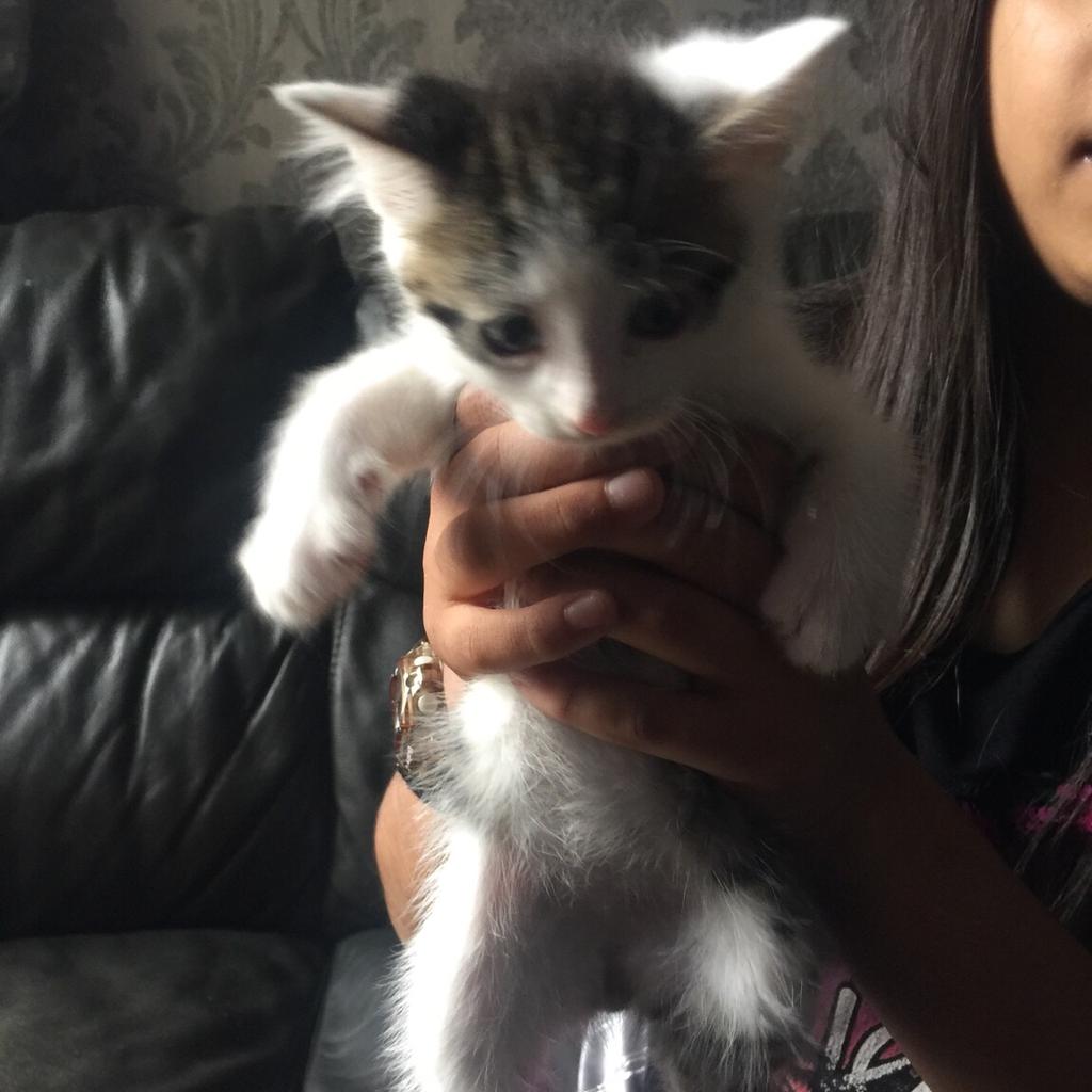 4 Kittens for Sale in HP20 Aylesbury für 60,00 £ zum Verkauf | Shpock DE