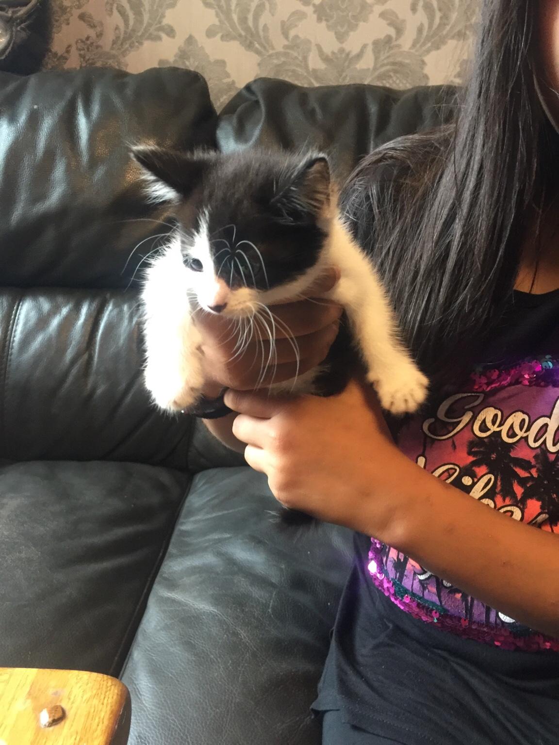 4 Kittens for Sale in HP20 Aylesbury für 60,00 £ zum Verkauf | Shpock DE