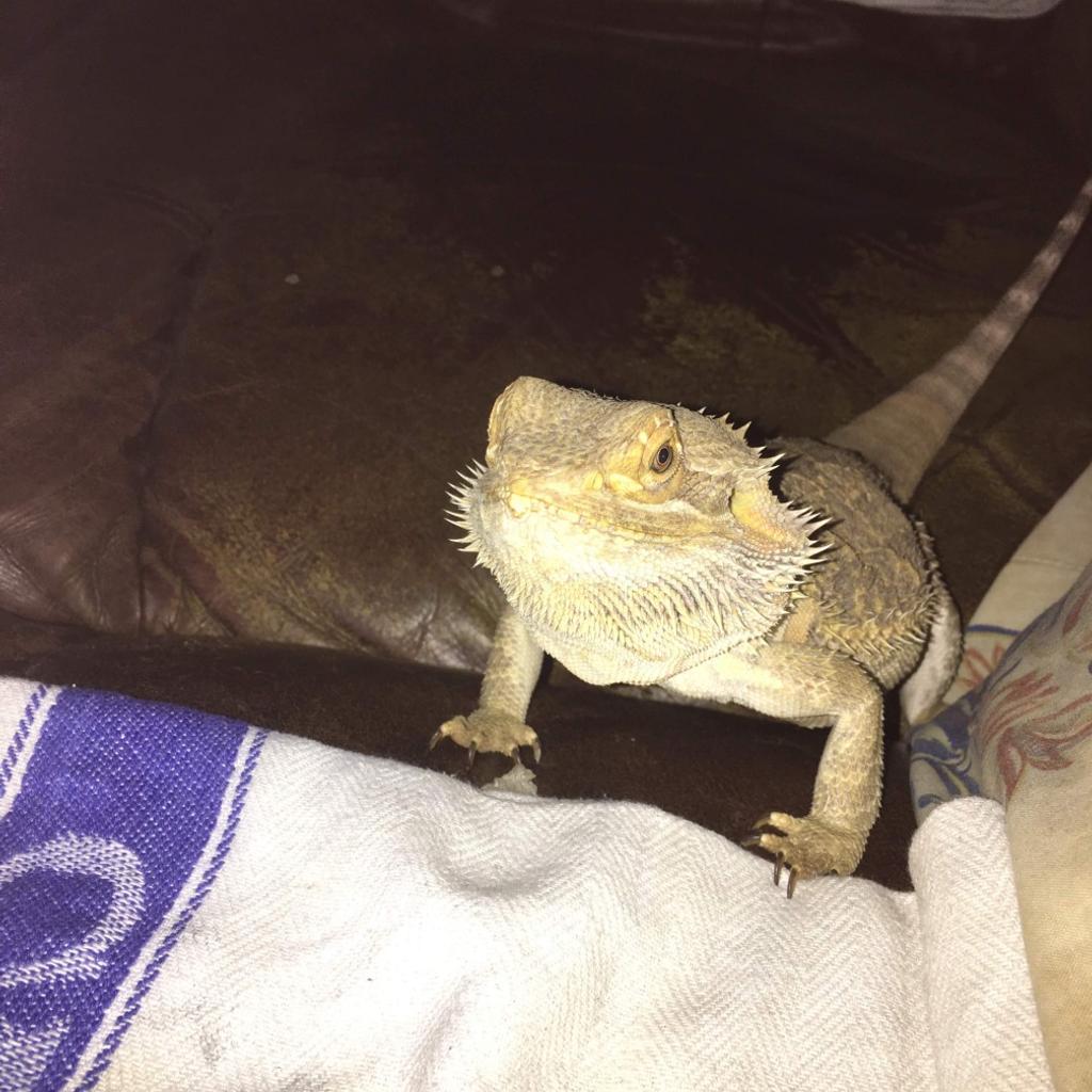 female bearded dragon in ME4 Chatham für 30,00 £ zum Verkauf | Shpock DE