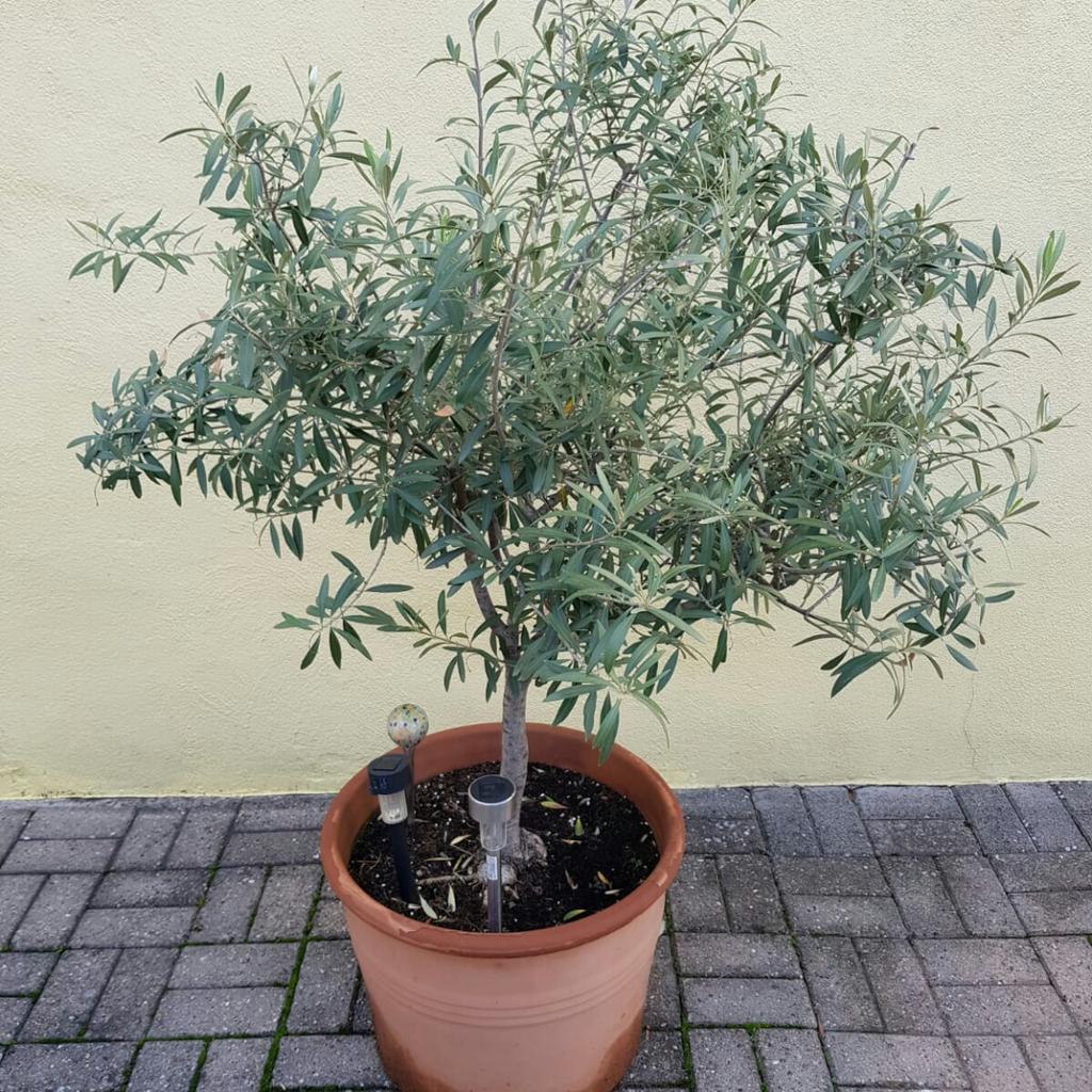 Olivenbaum winterhart in 68809 Neulußheim für € 49,99 zum Verkauf | Shpock AT