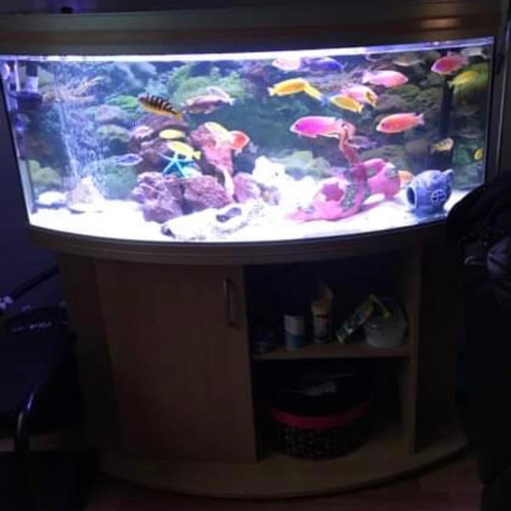4 foot fish tank in Walsall for £260.00 for sale | Shpock