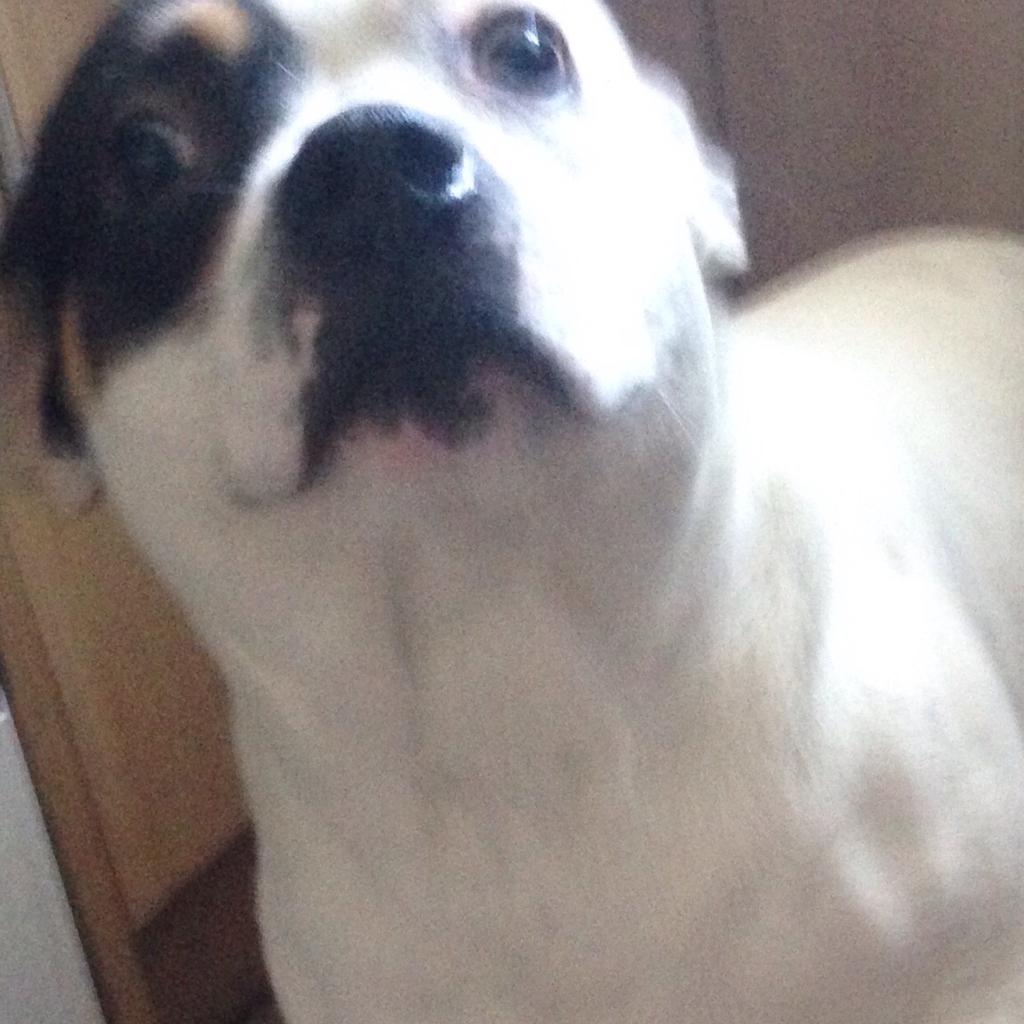 Staffy / jack Russel cross in M40 Manchester für gratis zum Verkauf ...