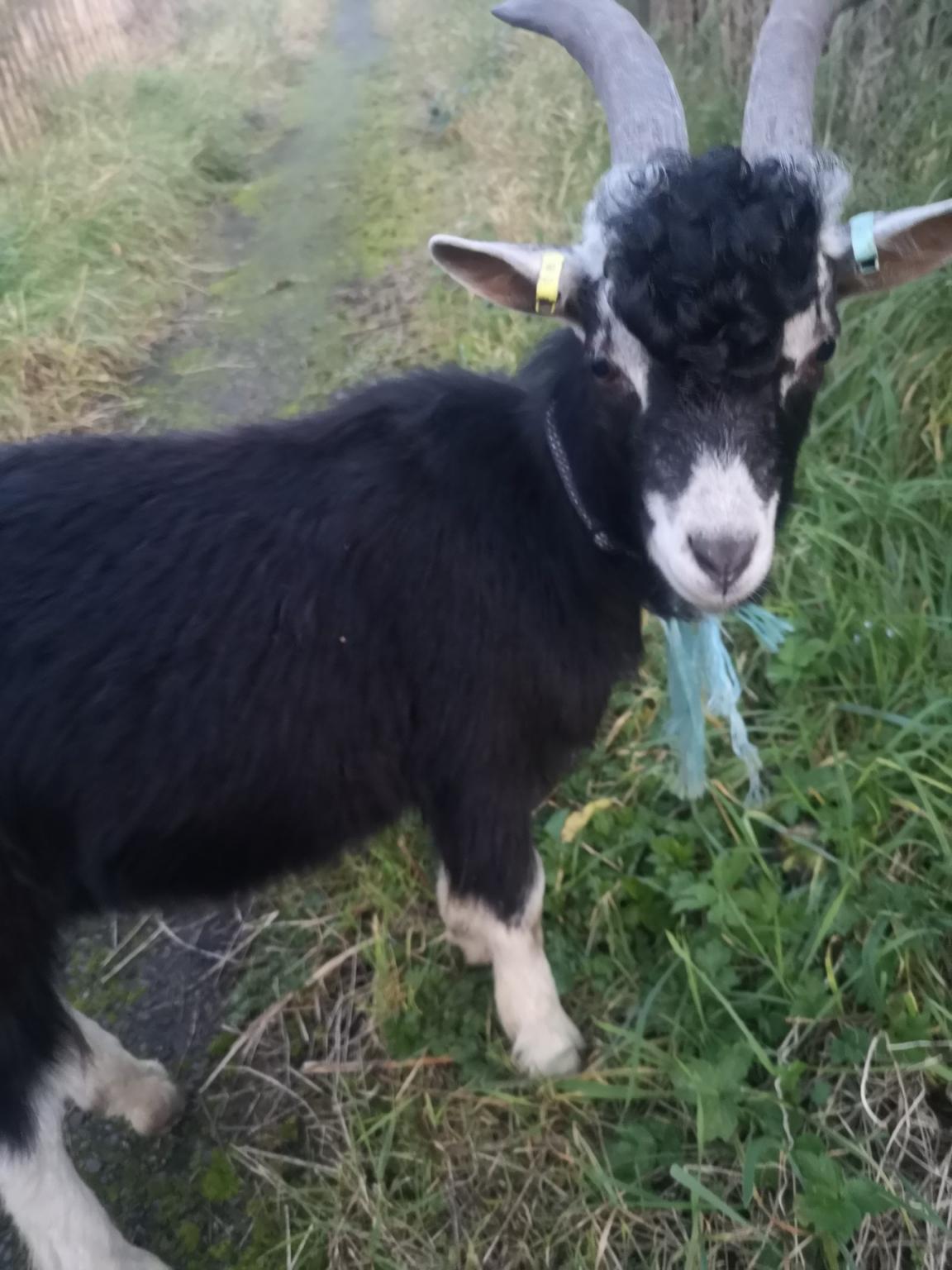 Toggenburg Goat for sale in BD3 Bradford for £80.00 for sale | Shpock