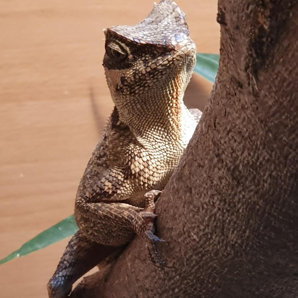 male and female horned mountain dragons in WS15 Lichfield für £ 50,00 ...
