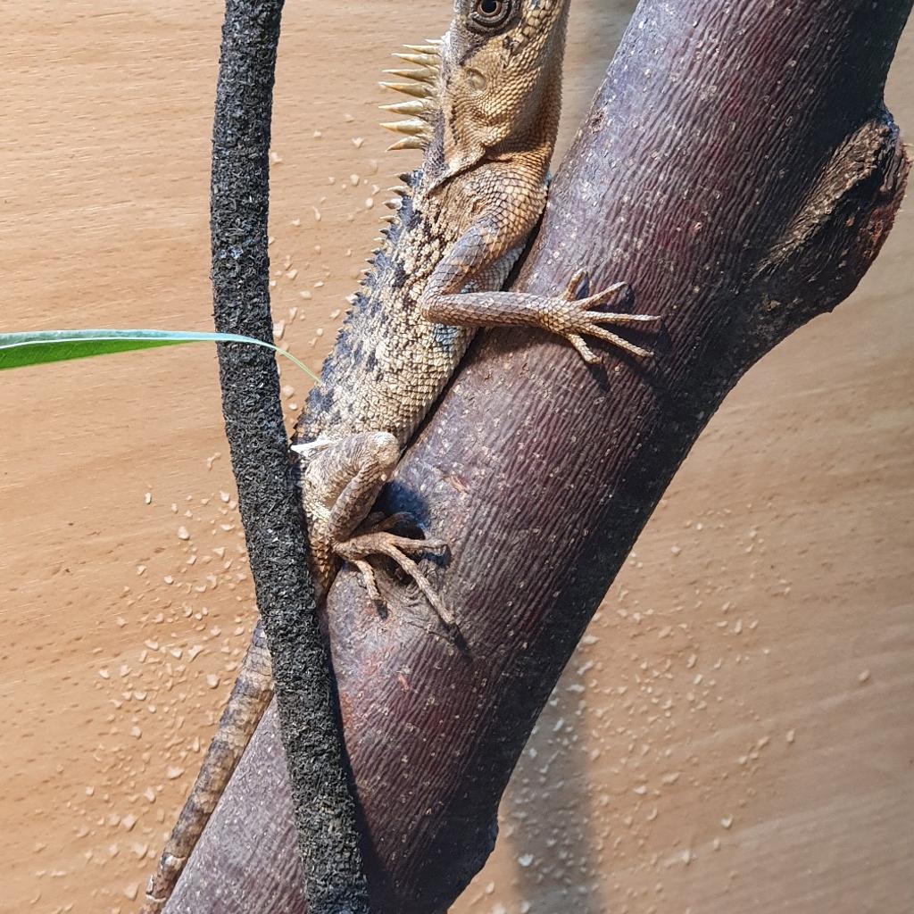 male and female horned mountain dragons in WS15 Lichfield für £ 50,00 ...