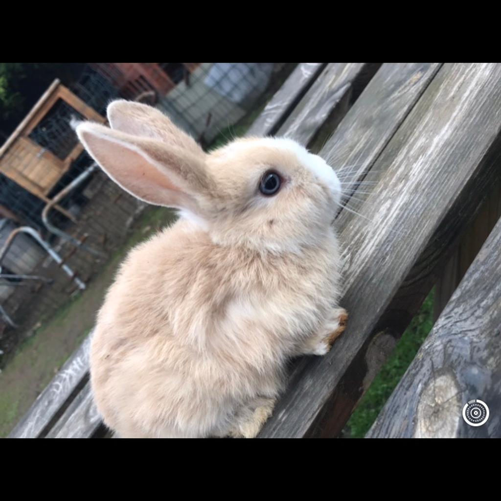 Mini lop rabbits (dwarf lops ) in B63 Dudley für gratis zum Verkauf ...