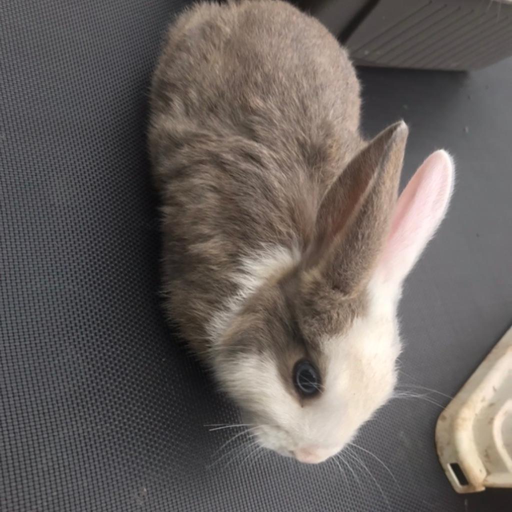 Mini lop rabbits (dwarf lops ) in B63 Dudley für gratis zum Verkauf ...