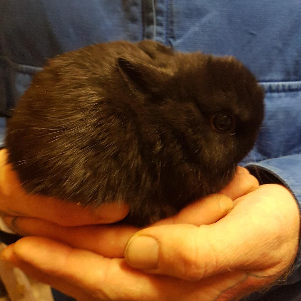NETHERLAND DWARF RABBIT in Barnsley für 15,00 £ zum Verkauf | Shpock DE