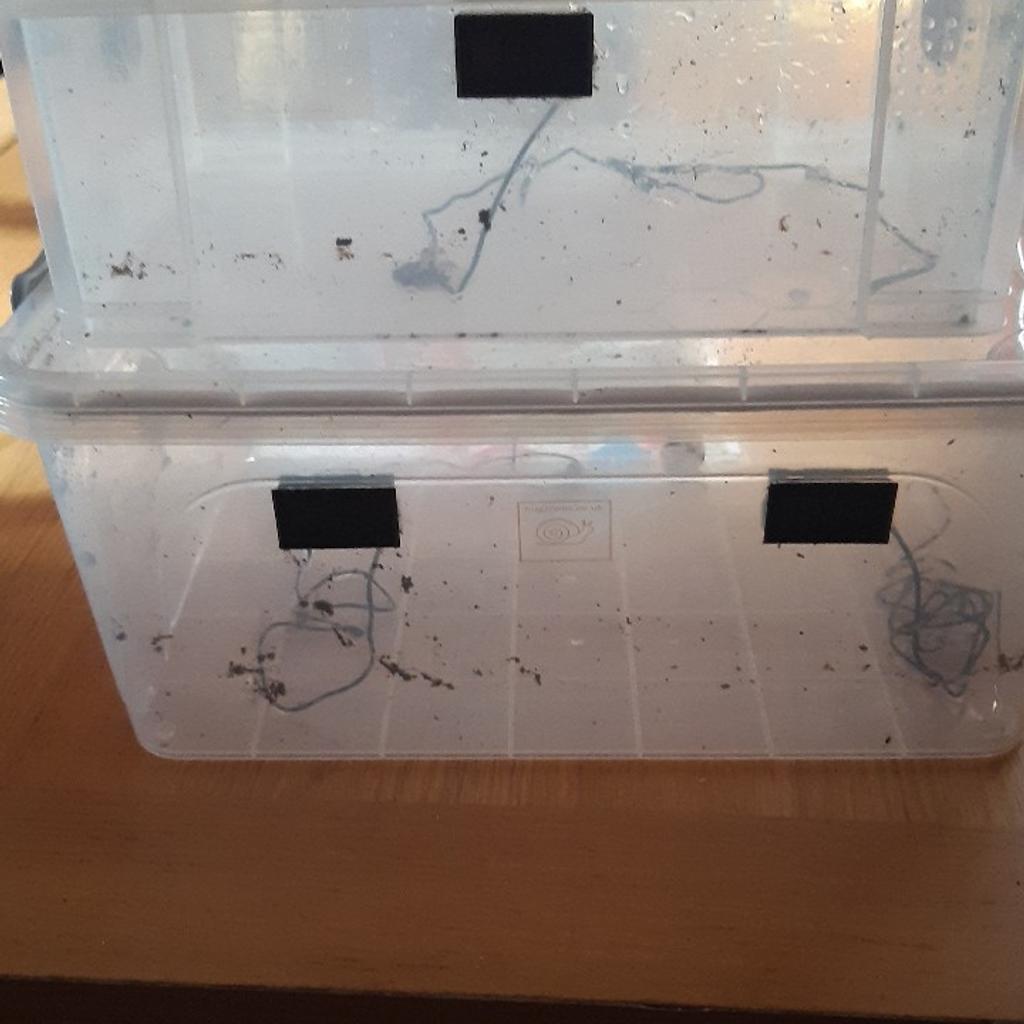 giant african land snail enclosures in CT11 Thanet für £ 5,00 zum ...