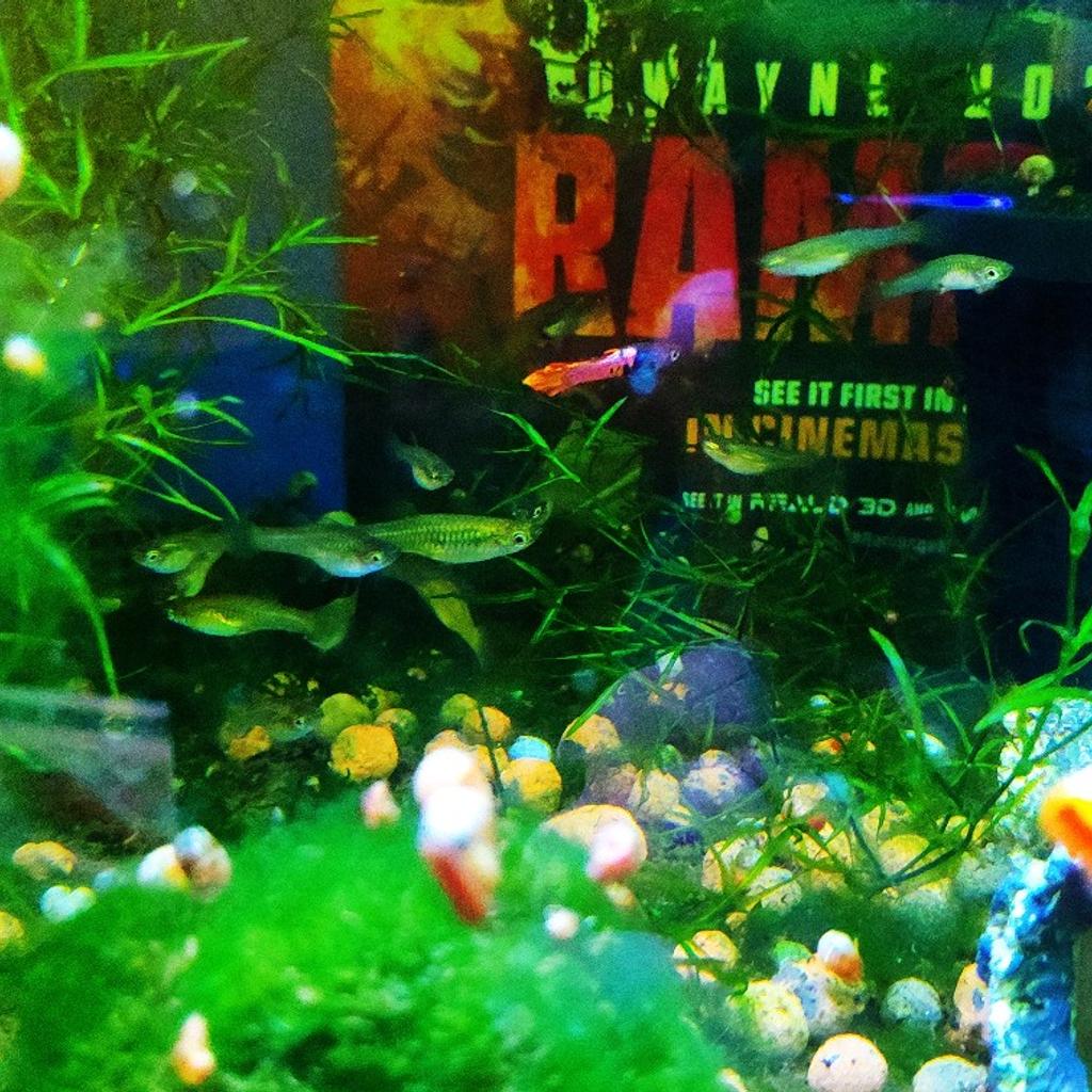 metalhead line bred colony if guppies in N7 London für £ 1,00 zum ...