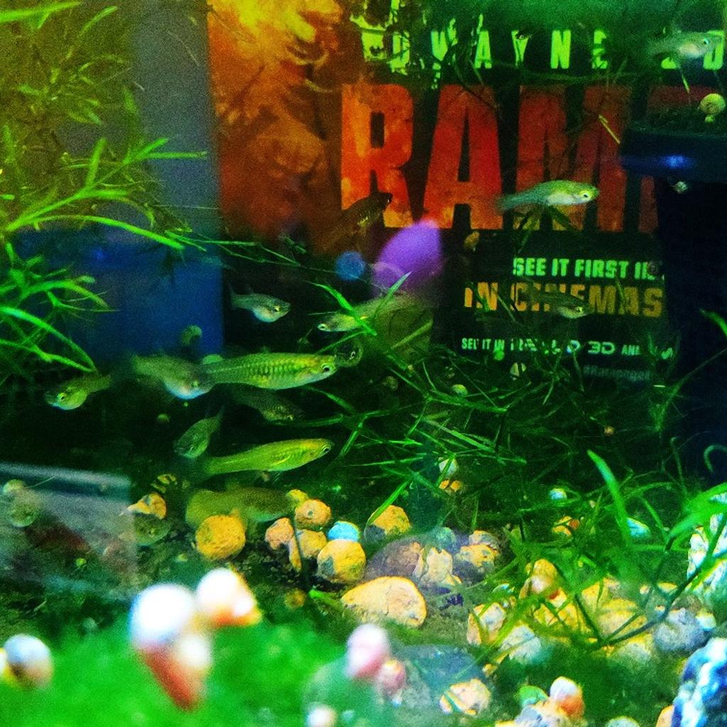 metalhead line bred colony if guppies in N7 London für £ 1,00 zum ...