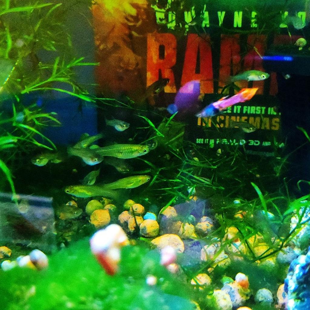 metalhead line bred colony if guppies in N7 London für £ 1,00 zum ...