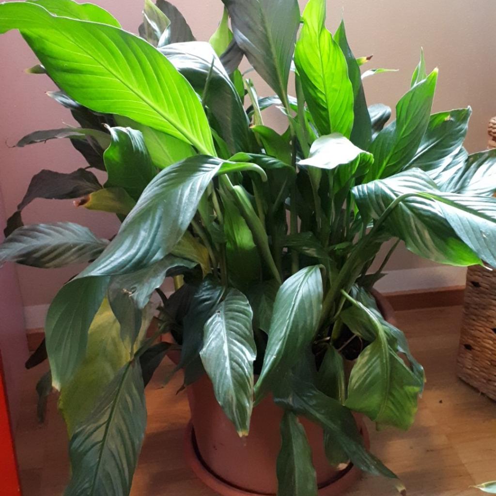 Planze (Einblatt) in 6800 Stadt Feldkirch für 15,00 € zum Verkauf ...