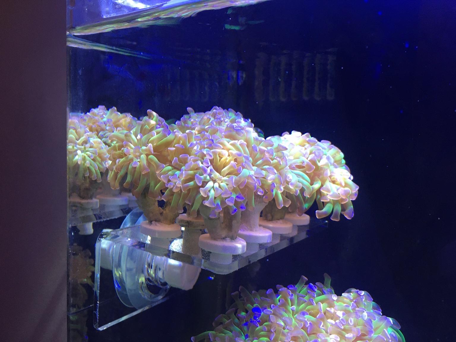Hammer coral frags branching lps euphyllia in N14 Enfield for £10.00 ...