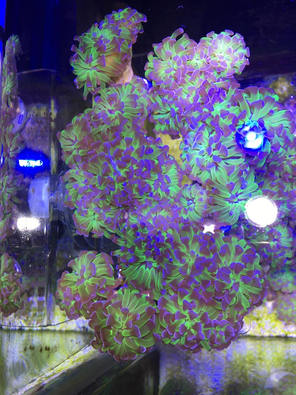 Hammer coral frags branching lps euphyllia in N14 Enfield for £10.00 ...