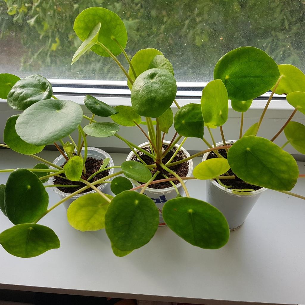 Chinesischer Geldbaum / Pilea Peperomioides in 60433 Frankfurt am Main ...