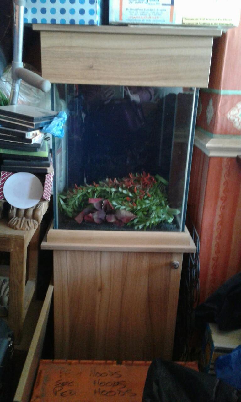 Solid oak fish tank & stand 90L in NG6 Nottingham für 150,00 £ zum ...