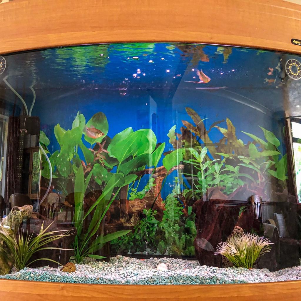 FREE TROPICAL FISH REHOMING BIRMINGHAM in B26 Birmingham for free for ...