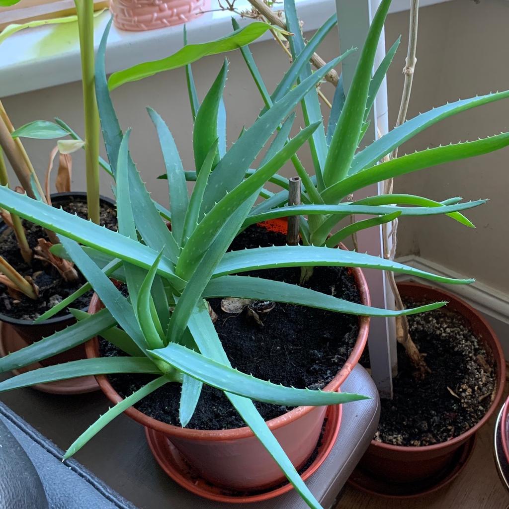 Aloe Vera plant in B10 Birmingham für 12,00 £ zum Verkauf | Shpock DE