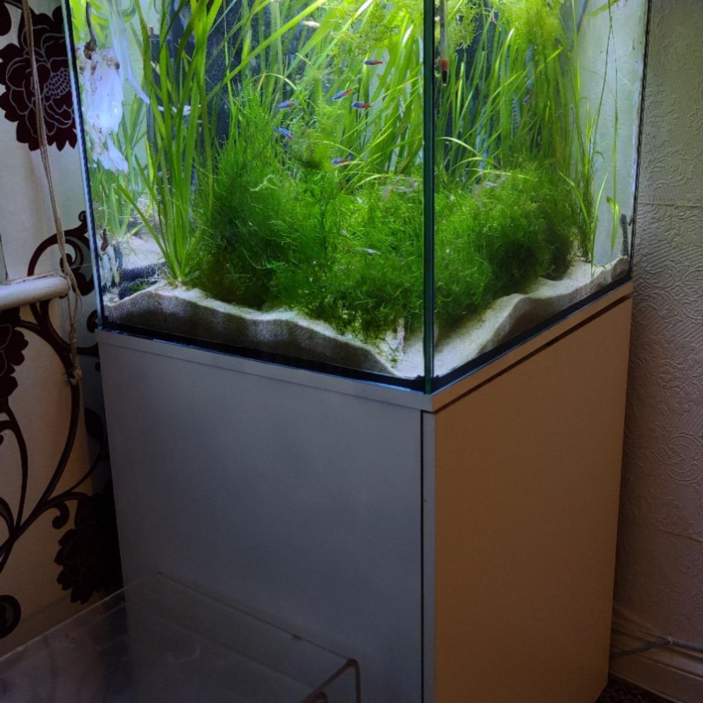 Aqua One AquaSys 150 ADA Style TMC Aquascapin in Oldham for £180.00 for sale | Shpock