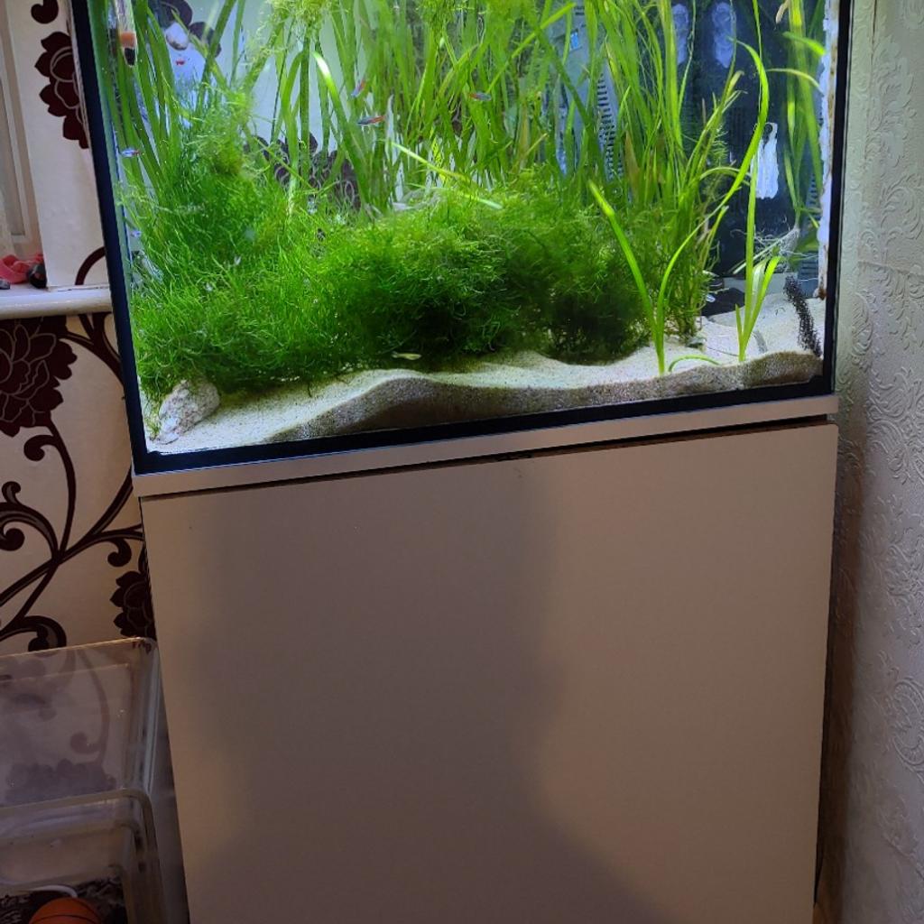 Aqua One AquaSys 150 ADA Style TMC Aquascapin in Oldham for £180.00 for sale | Shpock