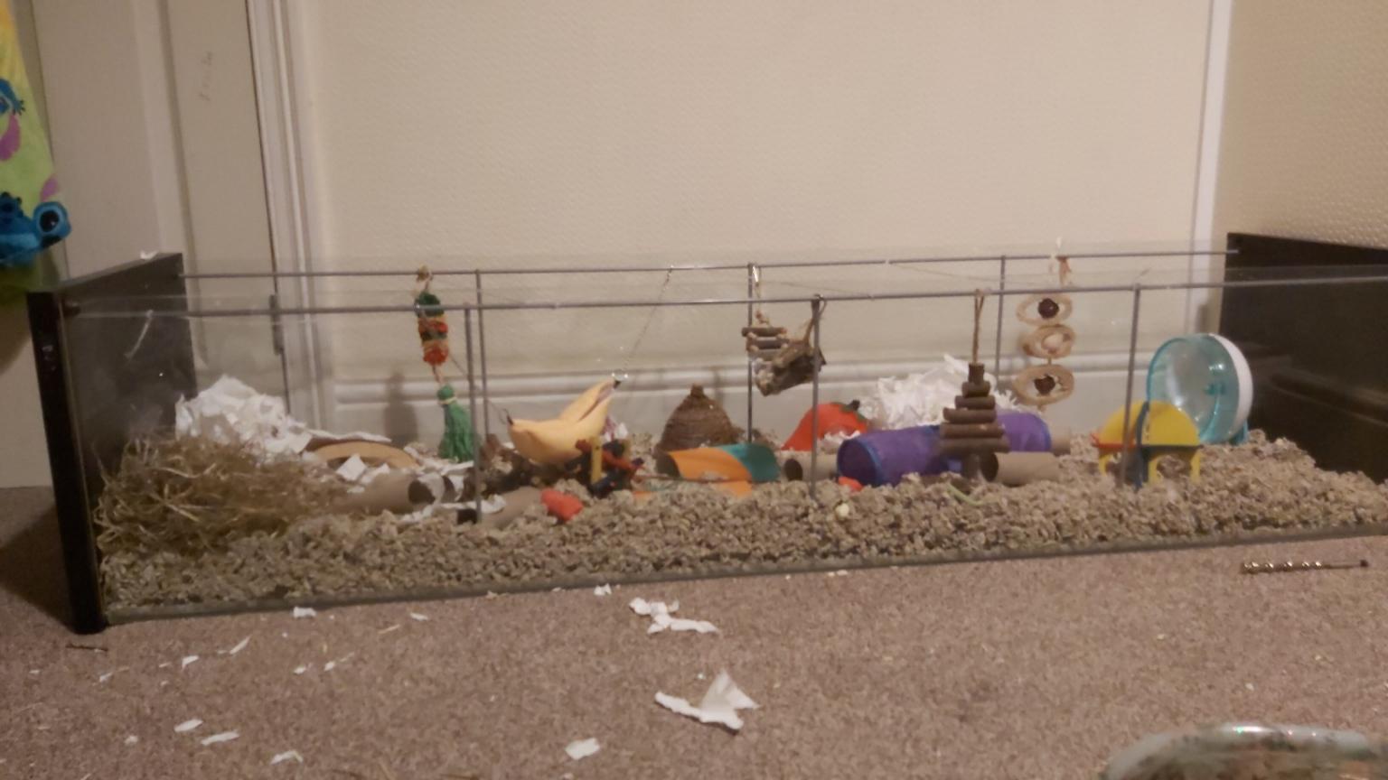 8 pet mice,fancy mice mostly show mice! in WF14 Kirklees für 40,00 ...